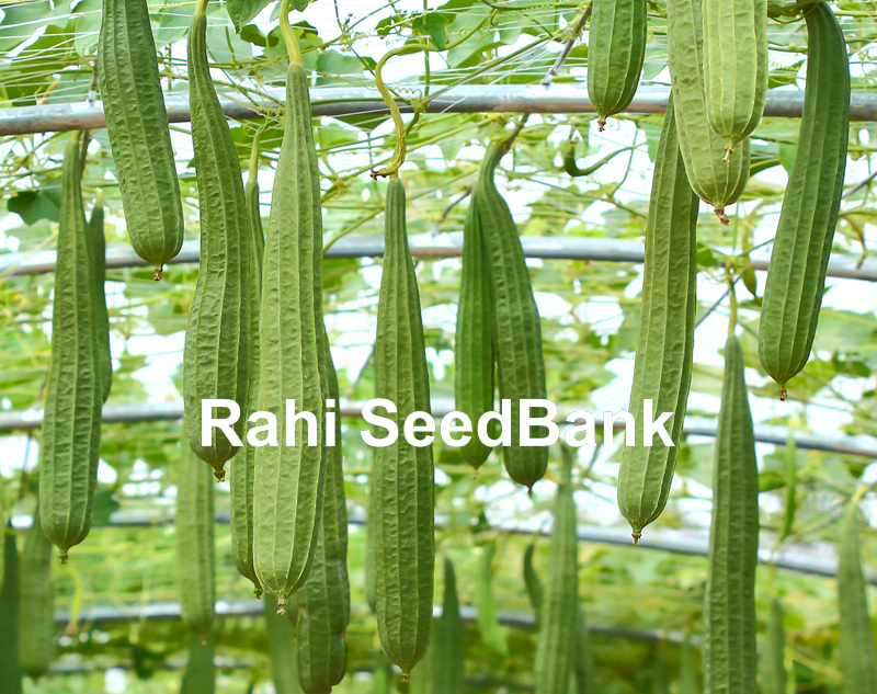 Angled luffa 10 Seeds Ridge Gourd Jhinga Ribbed Luffa Asian Vegetable ...