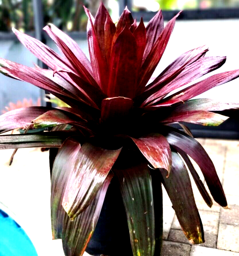 🌟Alcantarea 'Merlot' Smooth Spineless Leaf Bromeliad, Large Plant Very ...