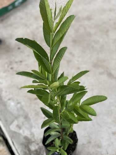 Old Giant Guava Pera (Psidium guajava) Guayaba Pera Live Fruit Tree(3ft ...