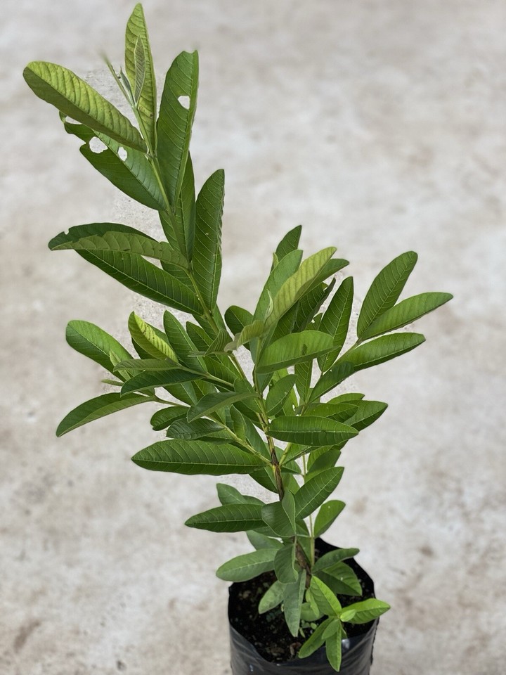 Old Giant Guava Pera (Psidium guajava) Guayaba Pera Live Fruit Tree(3ft ...