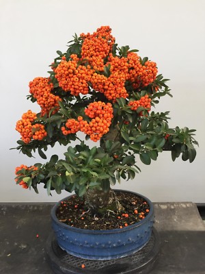 10 FIRETHORN BONSAI TREE SEEDS, PYRACANTHA 10 SEEDS | eBay UK