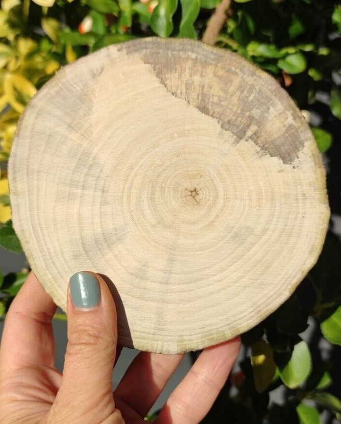 Log Wooden Slices LOCAL CRAFTS 2-18CM Wood Discs Round Wedding Cedar ...