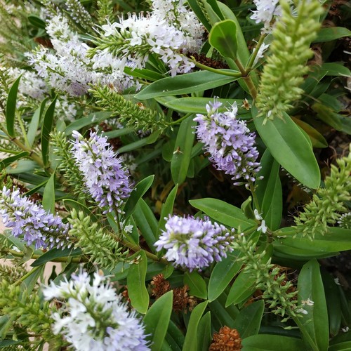 5 x Hebe Wiri Violet Cuttings, Evergreen Shrub | eBay