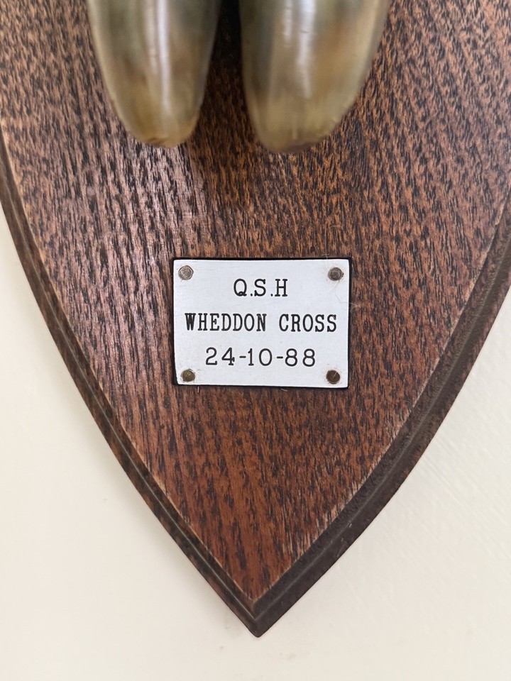 Taxidermy Deer Slot | eBay UK