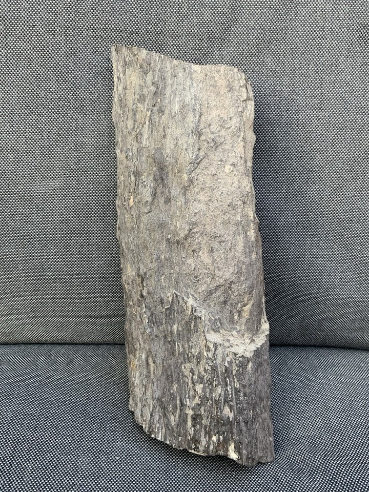 Large Stigmaria Fossil Tree Root Specimen, Carboniferous, England | eBay UK