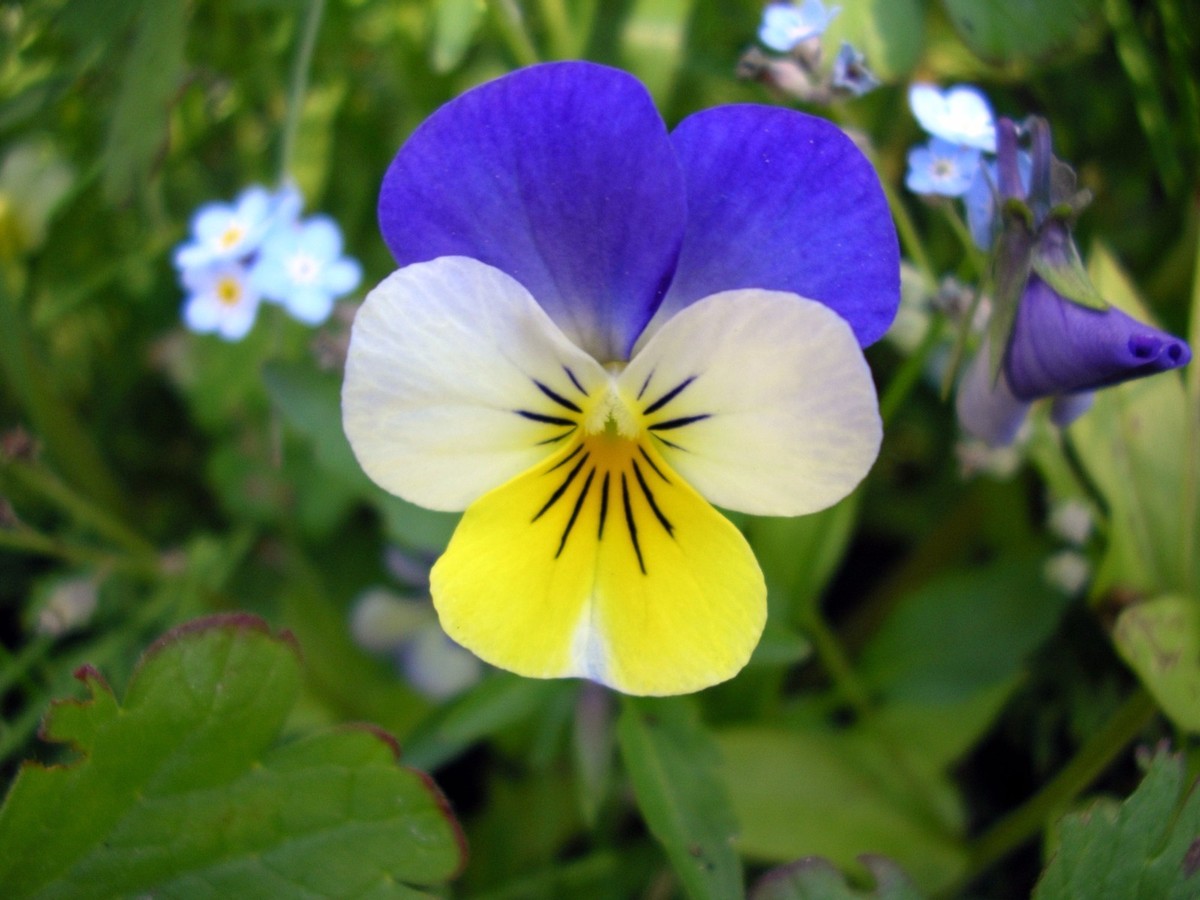 Wild Viola Tricolor Viola Tricolor • New Zealand Plant Conservation