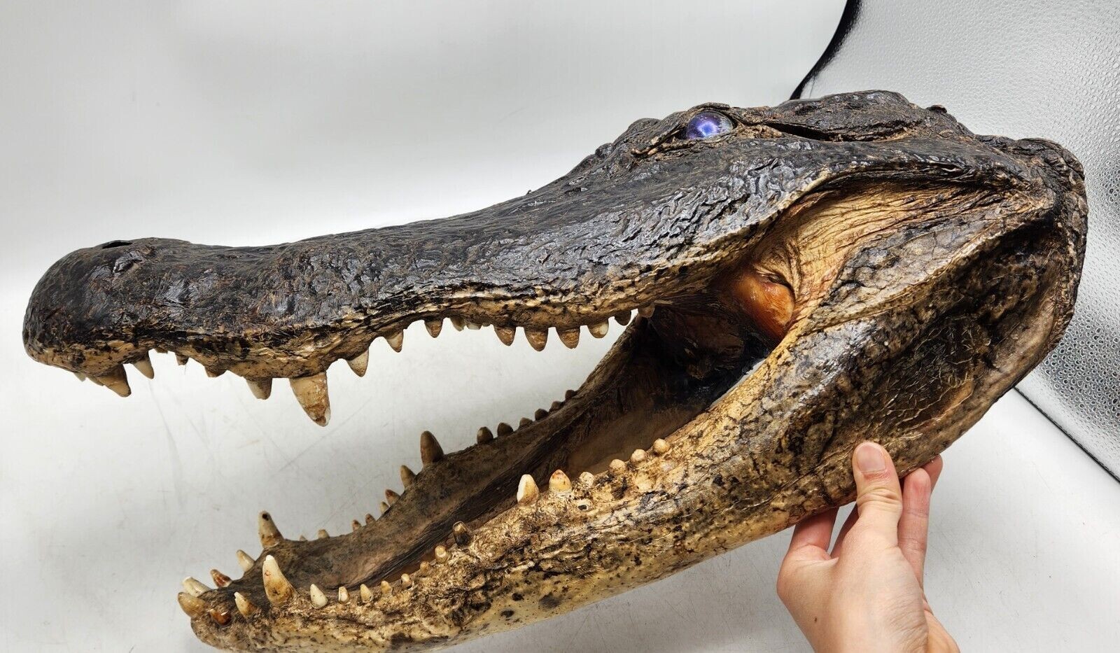 Large 18" Long Alligator Head Mount Real Taxidermy Authentic Swamp | eBay