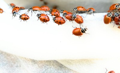 750 Fresh May 2025 Ladybugs 100% Survival Rate Same Day Delivery. Cheap ...