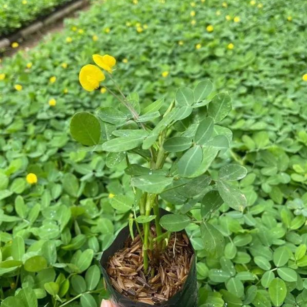 Peanut Plant Flower