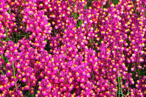 Linaria enchantment Toadflax 10 Multi Pelleted seeds | eBay