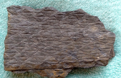 PLANT/TREE FOSSIL CARBONIFEROUS SCALE TREE SPECIMEN PREHISTORIC ...