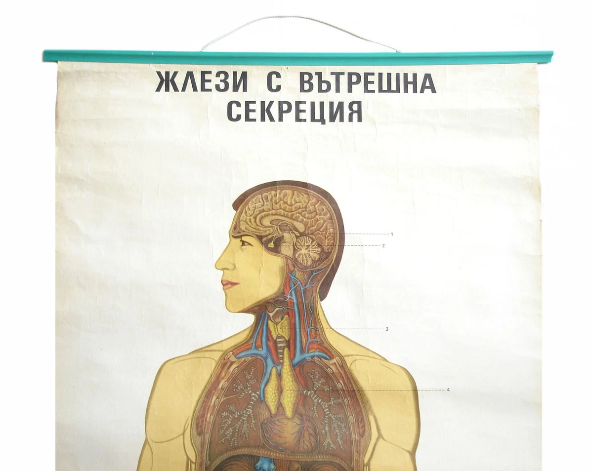 Endocrine System Wall Chart