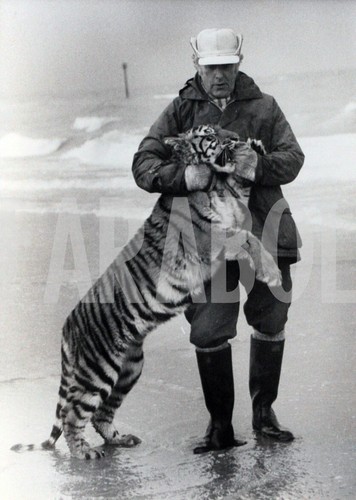 Photo de presse vintage UK, Jack Corney Avec Une Tigre Plage, tirage ...