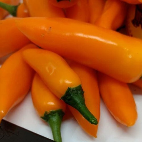 CHILLI - Siam Yellow seeds | eBay