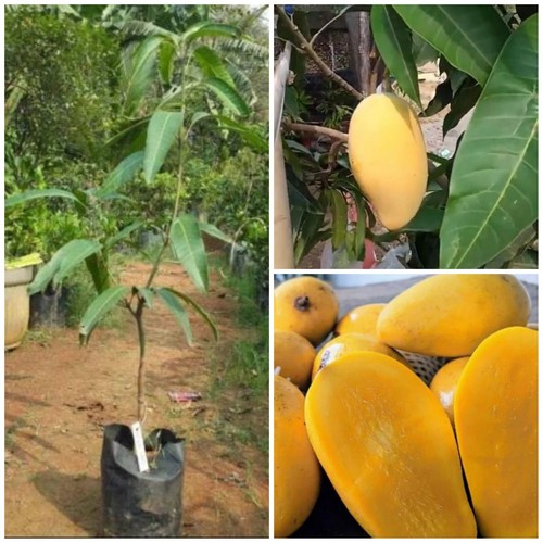 Grafteds Mango Chokanan Fruit Tree Free Phyto Fast Shipping Quickly ...