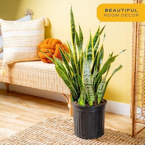 Live Plant | Indoor 3-4 Feet Tall Extra Large Snake Plant Pot Snake ...