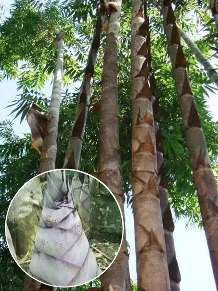 100 Giant Green Moso Bamboo Seeds Edible Bamboo shoots Garden Plant 🔥 ...