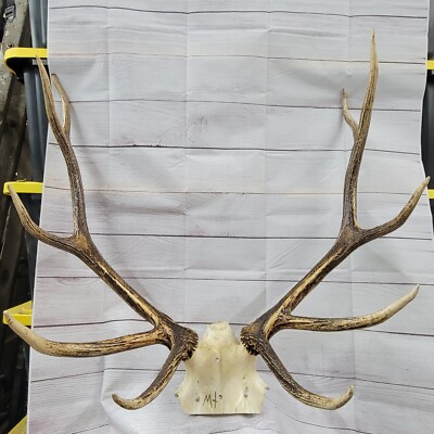 Elk (reindeer) Skull cap mount 5x5 31" Wide 28" tall Montana deer | eBay
