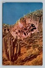 Historic Tonto Cliff Dwellings, Desert, Sbarro Cactus, Arizona Vintage ...