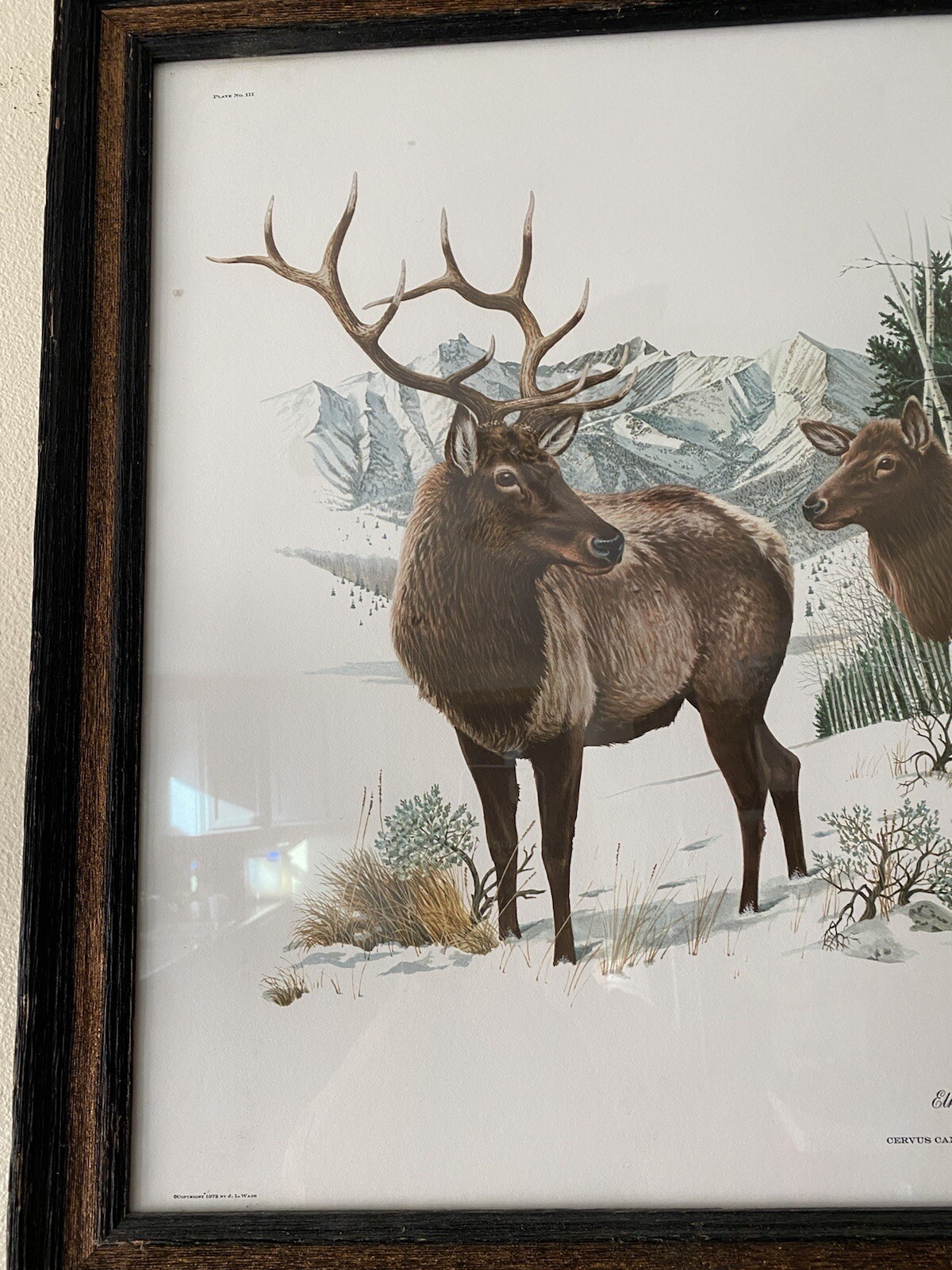 Vintage Richard Timm Signed Framed Elk Print | eBay