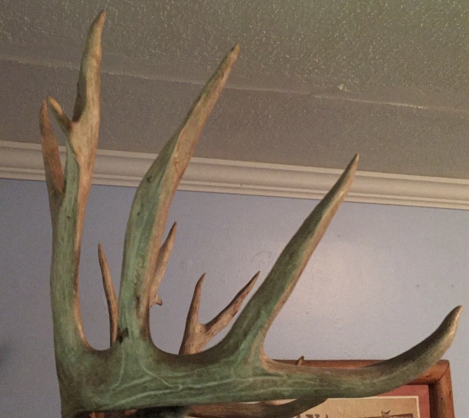 Trophy Mule Deer Shoulder Mounts Lot of Two - 7x7 @ 25” Wide and 6x5 ...