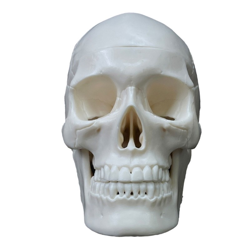 Human Skull Anatomical Model Detached Skull Cap Human Skull Head Model ...