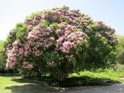 Calodendrum Capense Tree Seeds, Useful African Cape Fragrant Flower ...