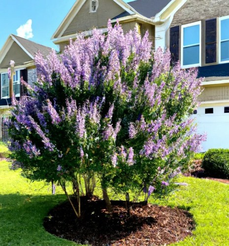 10 unrooted cuttings blue-purple Vitex agnus-castus Chaste tree to root ...