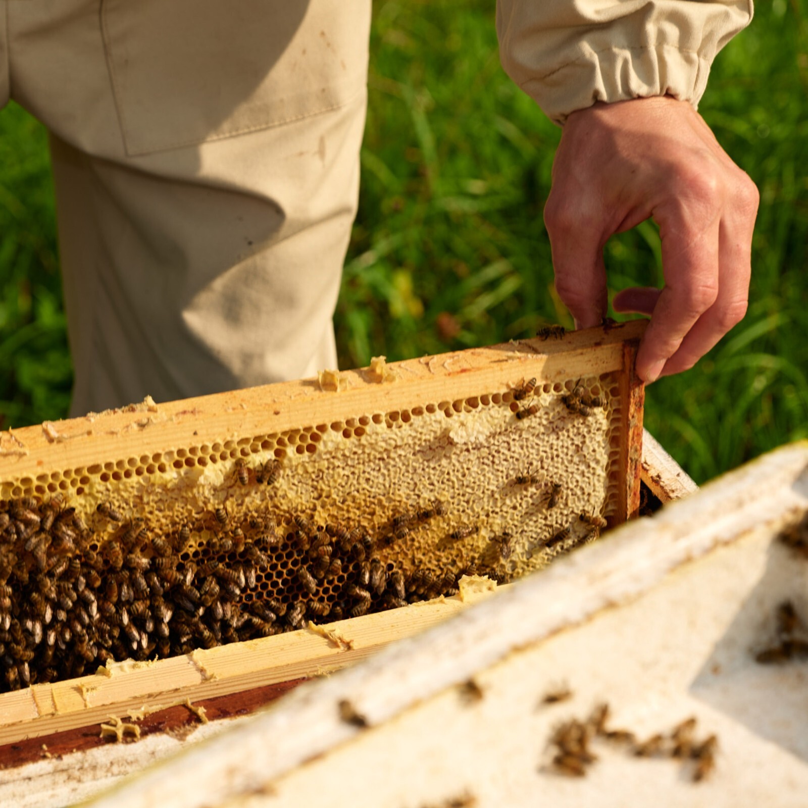 WILDFLOWER Raw Honey from single apiary PURE NATURAL Unpasteurized ...