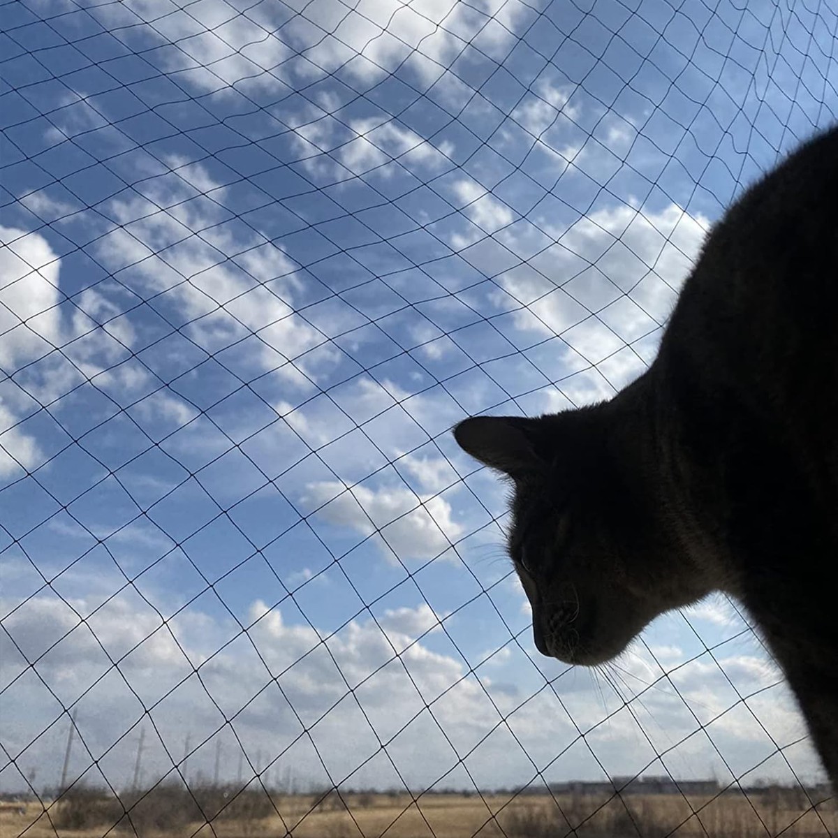 Cat Wire Fence
