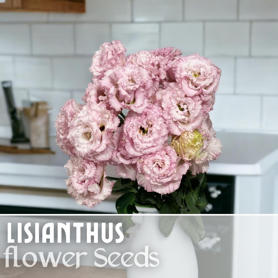 Lisianthus Seeds - 100 Seeds Garden Bloom Flower Seed Flowers Non Gmo ...