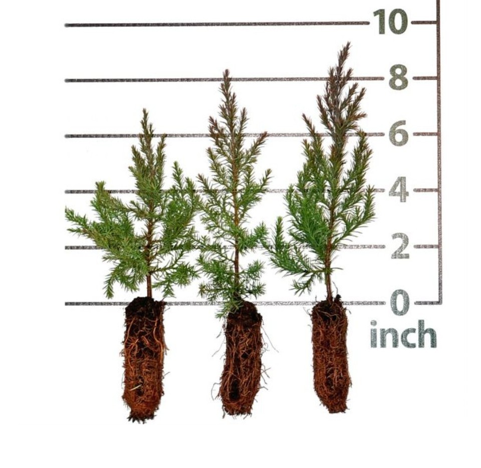 Eastern Red Cedar Tree Juniperus Virginiana 5"Rescue Seedling* Ball ...
