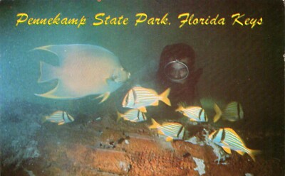 Key Largo, FL Pennekamp State Park Chrome Postcard Unposted Underwater ...