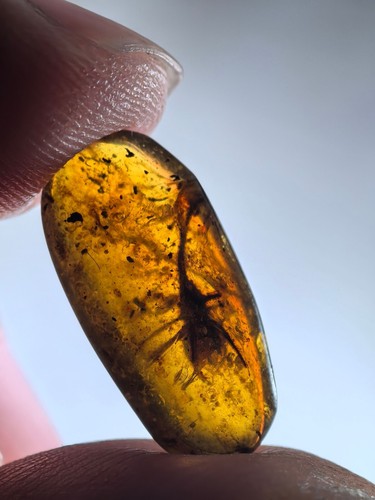 unknown plant flower Burmite Myanmar Burmese Amber insect fossil ...