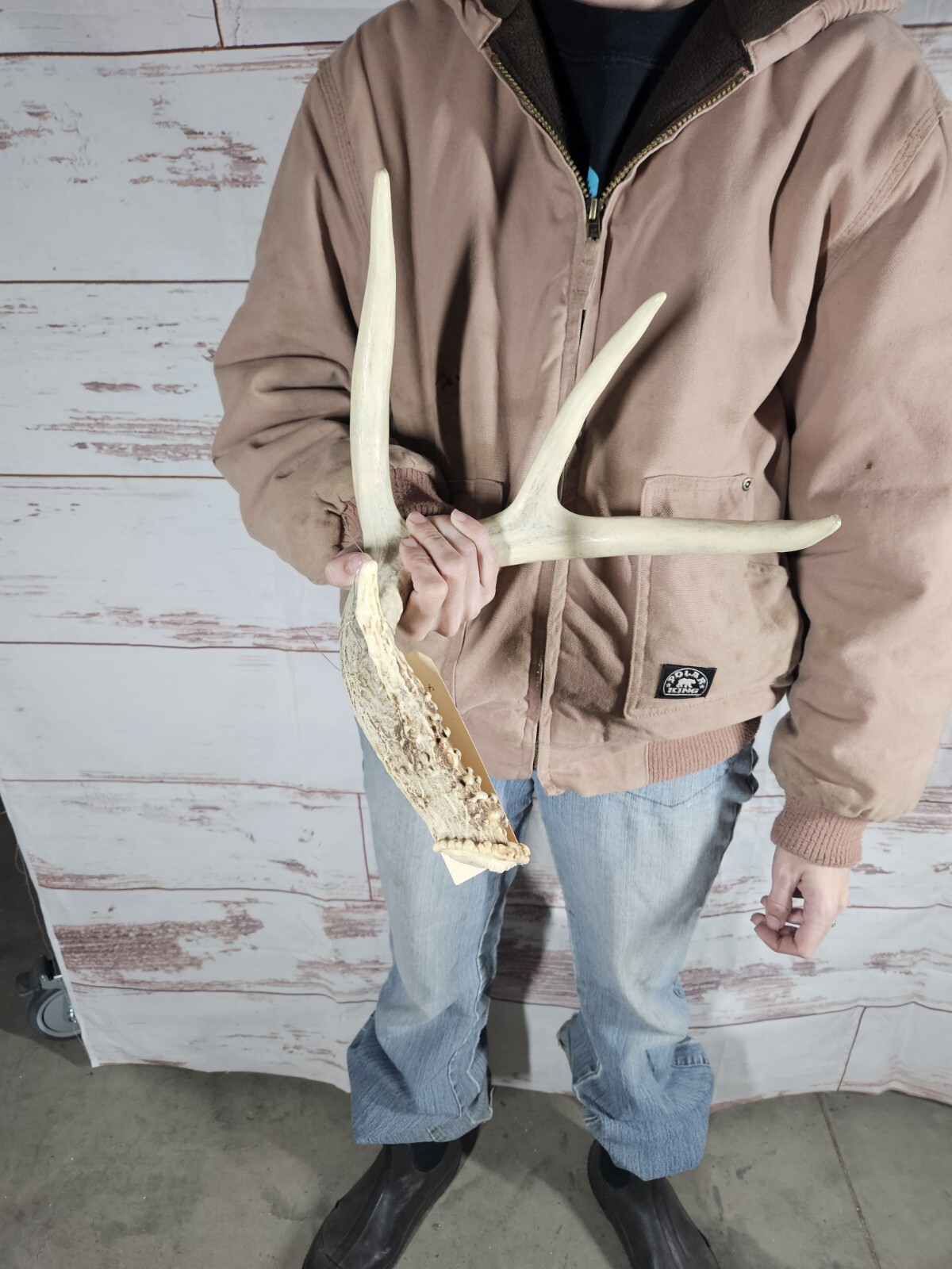 Wild Whitetail Deer Antler Shed Horn Rack Decor Man Cave 4 Point 54 ...