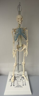 NEW 21 inch Tall Human Skeleton Model Skull Anatomical Model with Stand ...