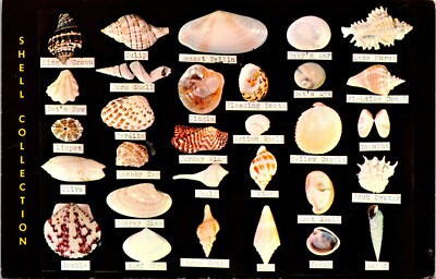 Postcard Shell Collection Incl. Rock Oyster, Horse Conch, Surf Clam ...
