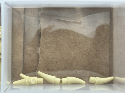 LEGO Parts - Tan Barb / Claw / Horn / Tooth - Small - No 53451 - QTY 5 ...