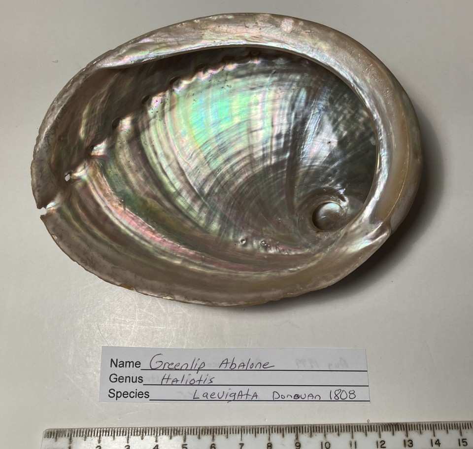 Haliotis laevigata. Green Lip Abalone. Great shape. 135 mm. From ...