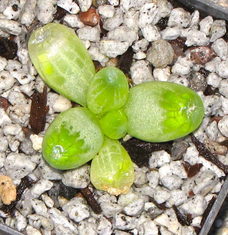 Bulbine 'June' not Haworthia, last chance | eBay