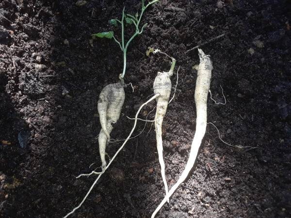Perennial Cucumber! Tindora, A must grow crop! 1 large growing root | eBay