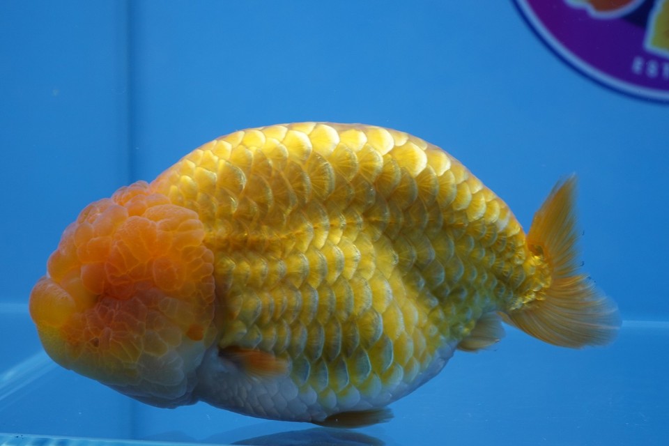 Dragon Scale Jumbo Ranchu Female Goldfish | eBay