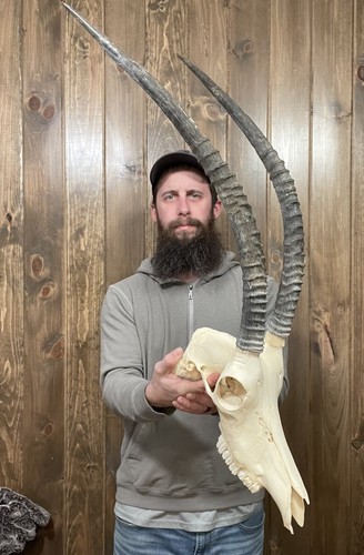 Mini Real Female African Sable Skull 27” Horn Mount Taxidermy Man Cave ...