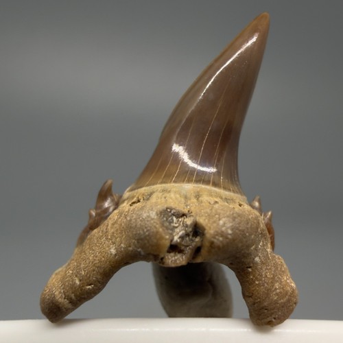 Nice Quality 0.84" Fossil USAKIAS WARDI - Extinct Sand Tiger Shark ...