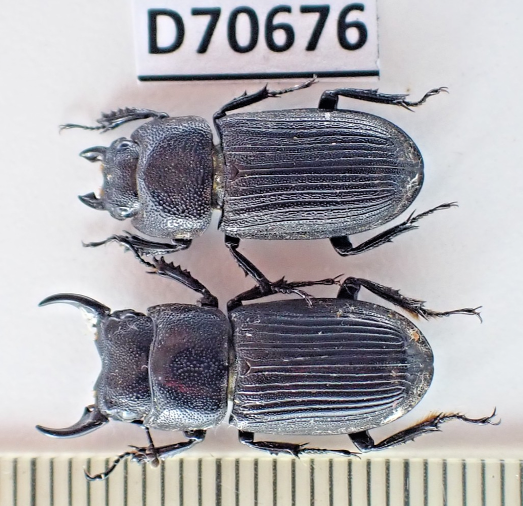 D70676. Insects, Beetles, Lucanidae: Aegus sp. Vietnam North. 2000m | eBay