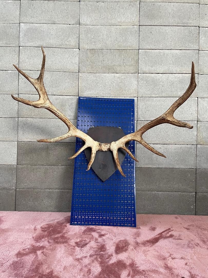 Tatuaggi Di Corna Di Cervo Per Ragazze Foto Tatuaggio Cervo, Immagini