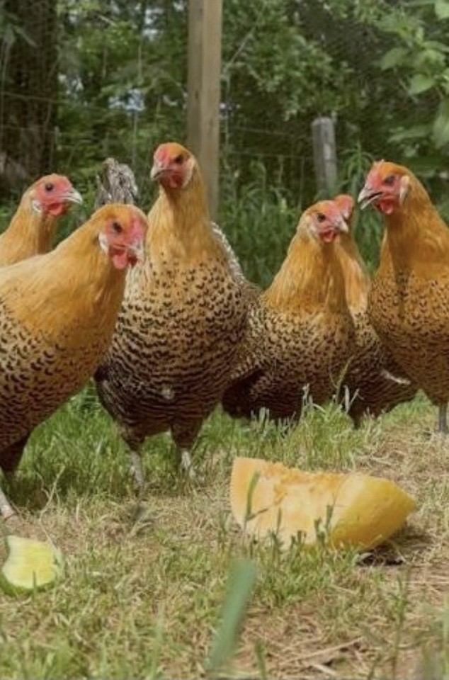 12 Deathlayer Chicken Hatching Eggs!!!NPIP/AI | eBay