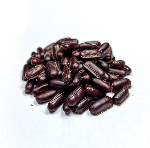 Red Runner Roach (Blatta Lateralis) | Live Feeder Insect Turkestan ...