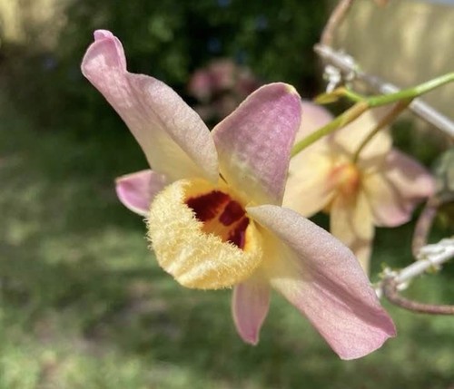 Dendrobium moschatum Keikei Bare Root Orchid Species Plant | eBay
