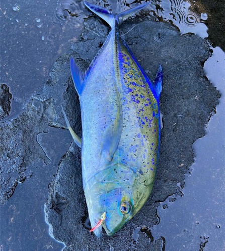 3PK Hawaii Game Saltwater Fishing Flies Trevally Goat Fish Papio Nabeta ...